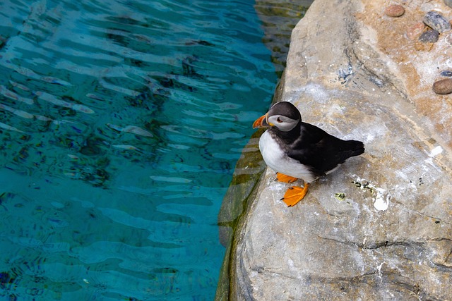 Puffin Bird Nature - Free photo on Pixabay