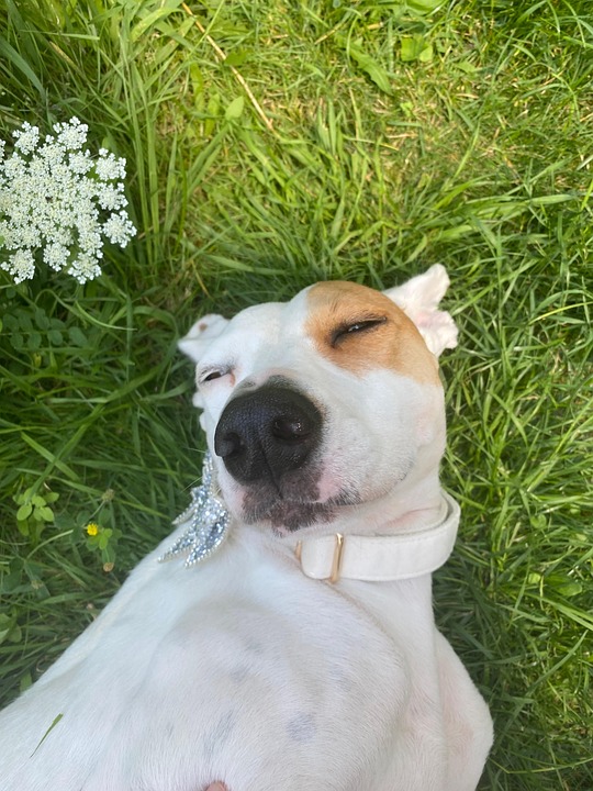 Podenco Dog Domestic Animal - Free photo on Pixabay