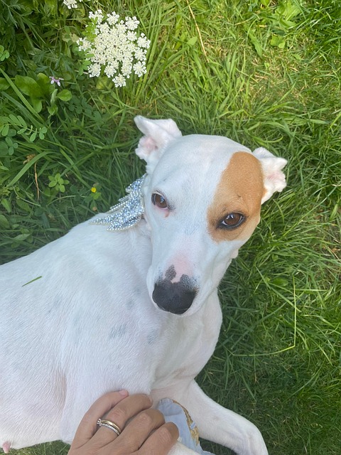 Podenco Dog Ribbon - Free photo on Pixabay