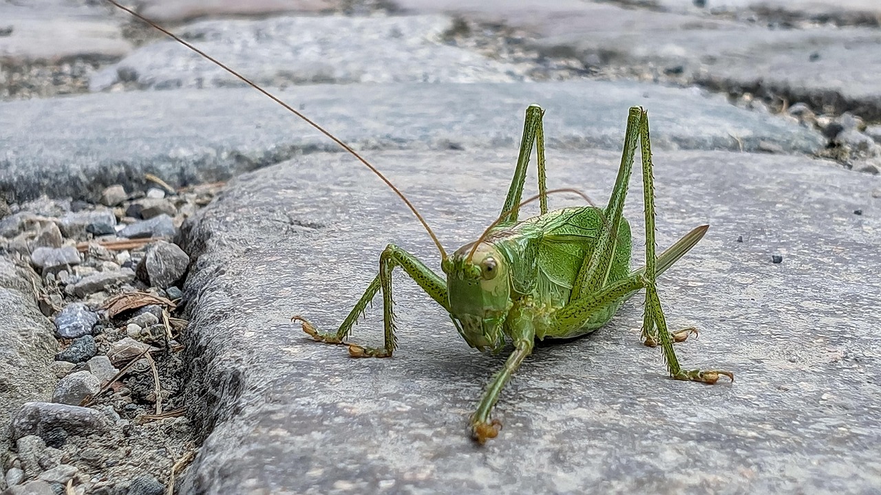 Saltamontes Insecto Naturaleza - Foto gratis en Pixabay