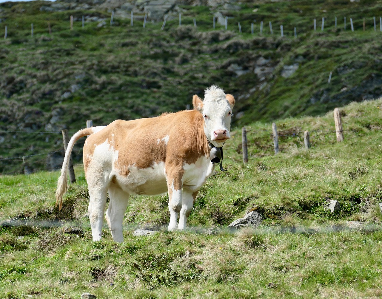 Cow Cattle Animal - Free photo on Pixabay - Pixabay