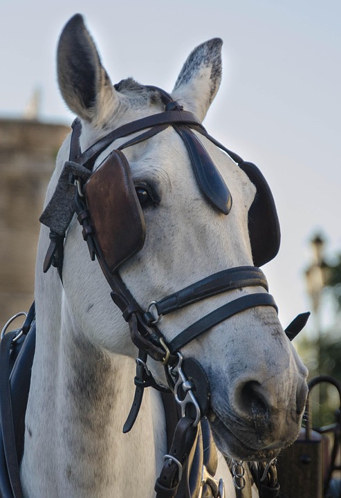 Horse Animal Equine - Free photo on Pixabay - Pixabay