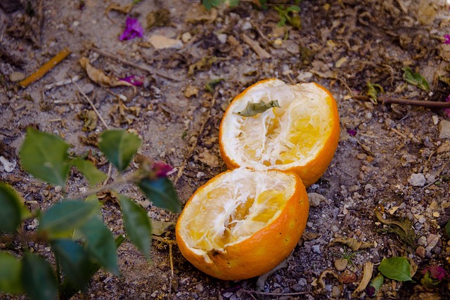 Orange Fruit Nature - Free photo on Pixabay