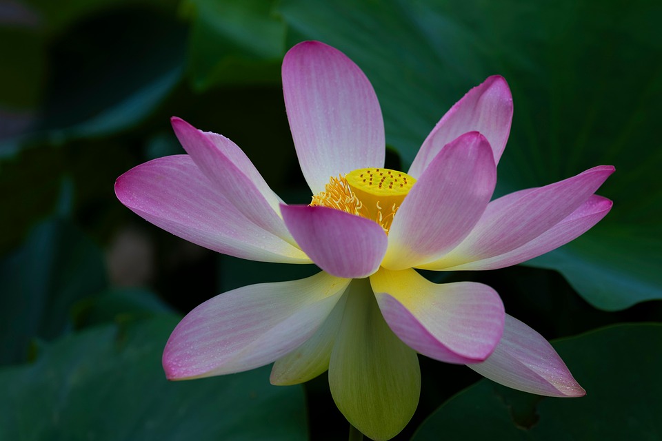 Lotus Flower Petals - Free photo on Pixabay - Pixabay