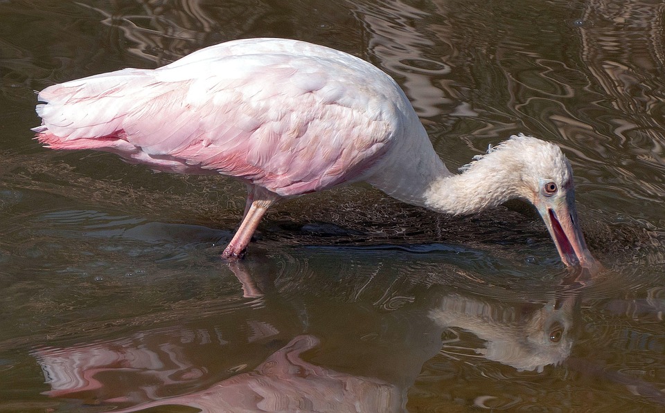Roseate Spoonbill Bird Closeup - Free photo on Pixabay - Pixabay