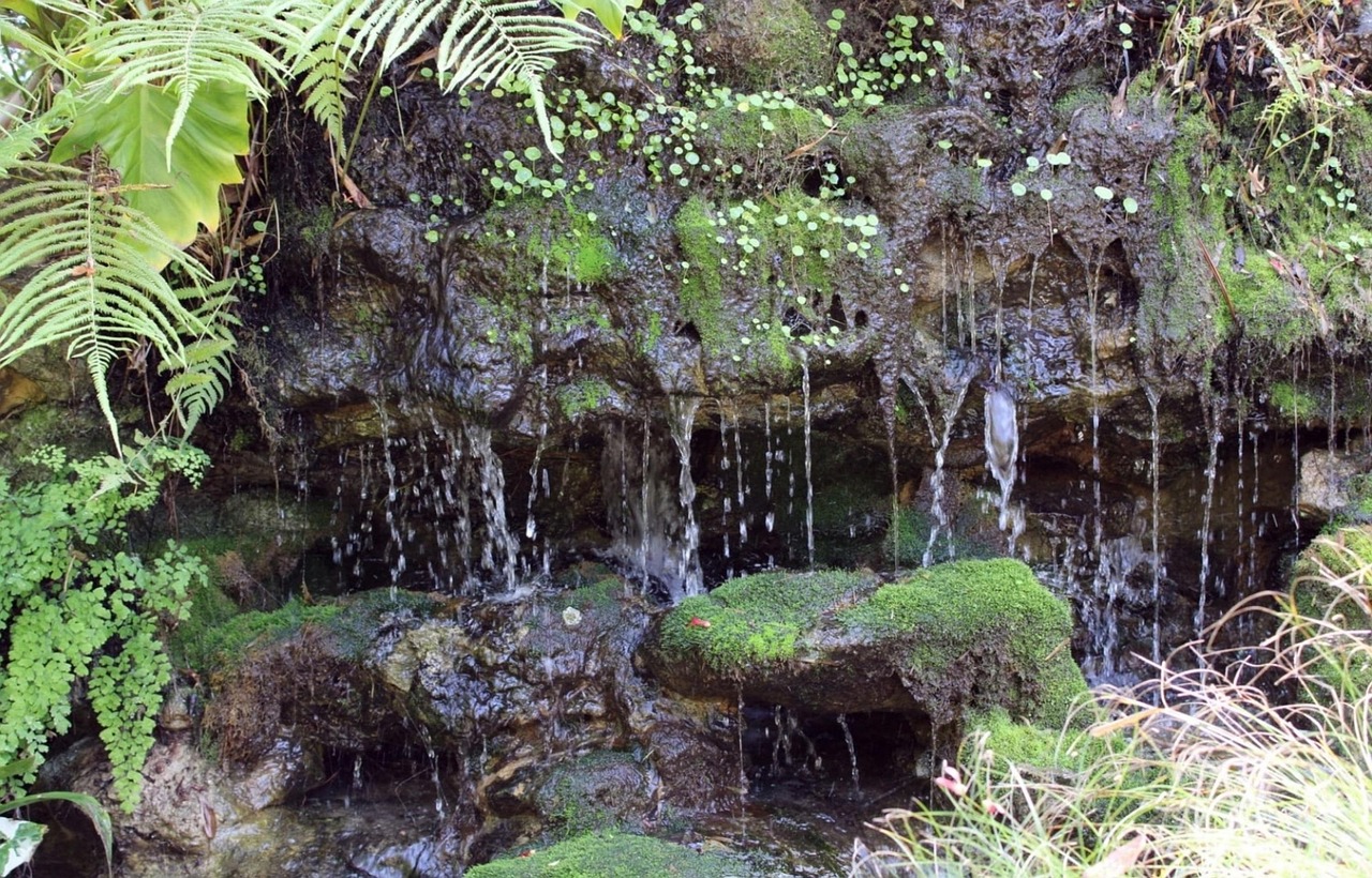 Water Botanical Nature - Free photo on Pixabay