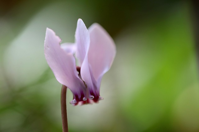 Cyclamen Flower Bloom - Free photo on Pixabay