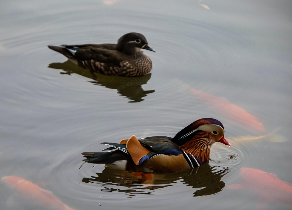 Birds Ducks Mandarin Water - Free photo on Pixabay - Pixabay