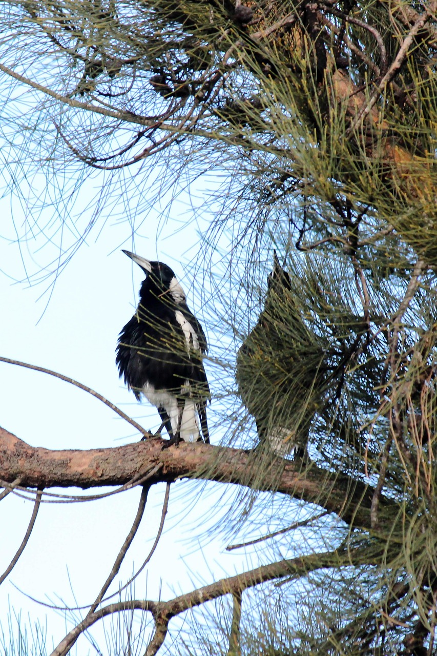 Singing Magpie Two Birds Nature - Free photo on Pixabay