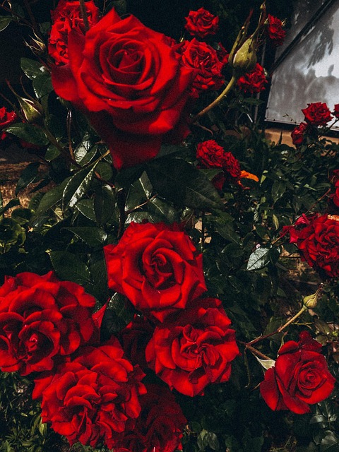 Roses Flowers Nature - Free photo on Pixabay
