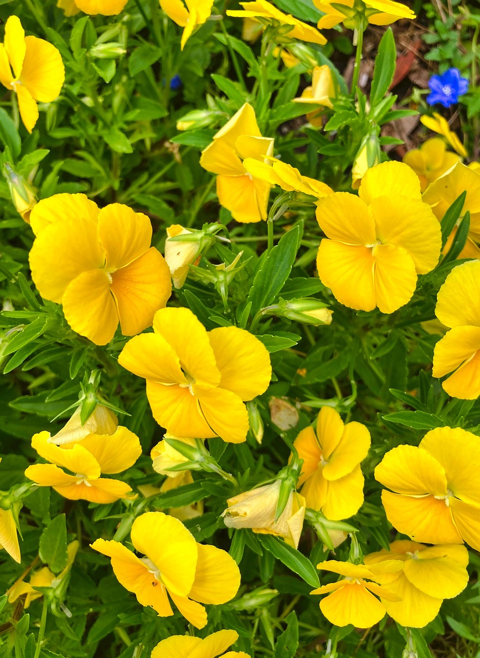 Jaune Pétales Le Printemps - Photo gratuite sur Pixabay