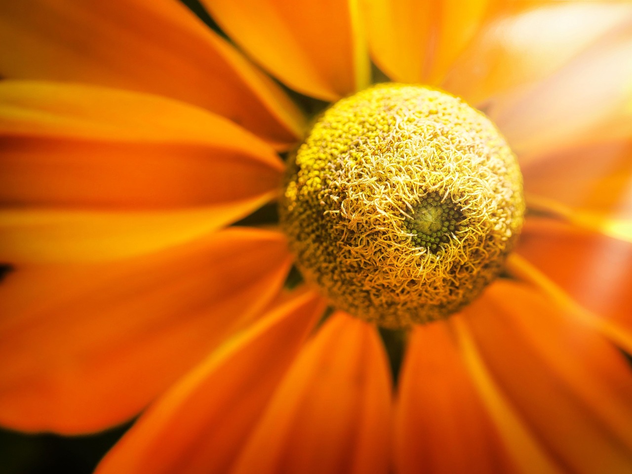 300,000+ Free Therian Wallpaper & Wallpaper Images - Pixabay