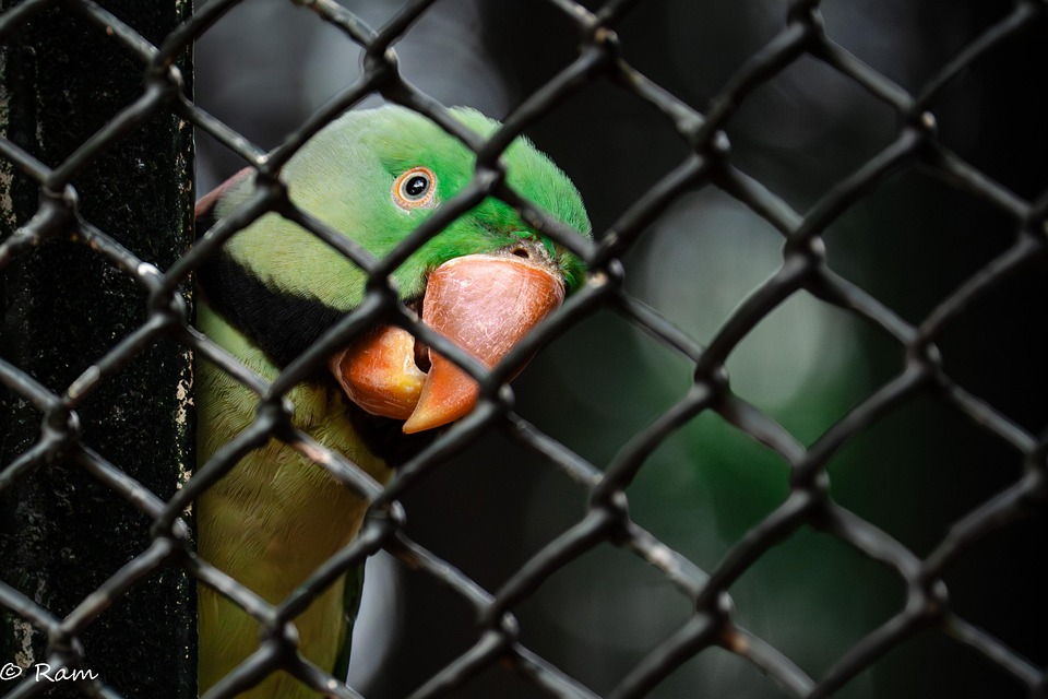 Parrot Bird Nature - Free photo on Pixabay - Pixabay