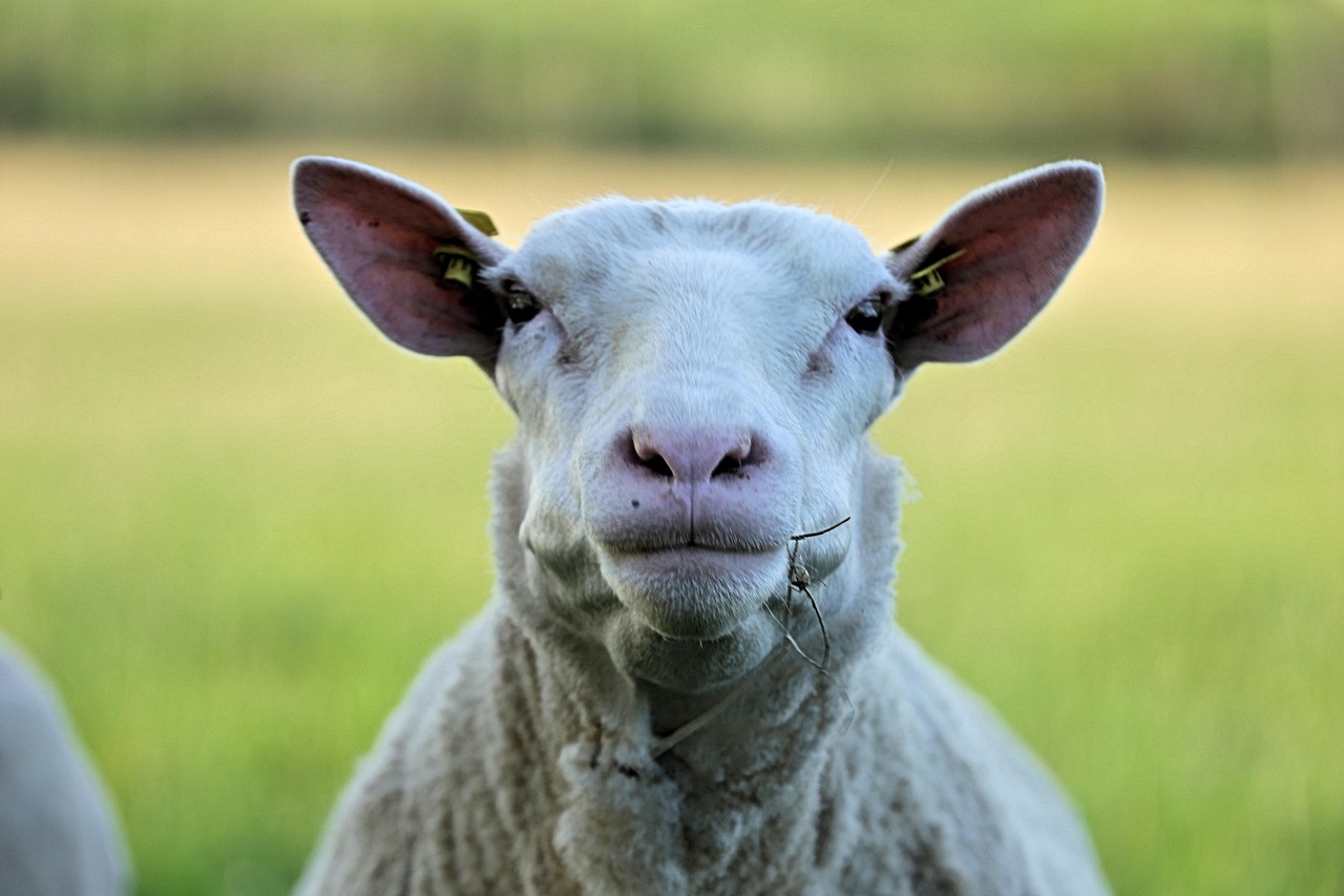 Animal Oveja Naturaleza De - Foto gratis en Pixabay