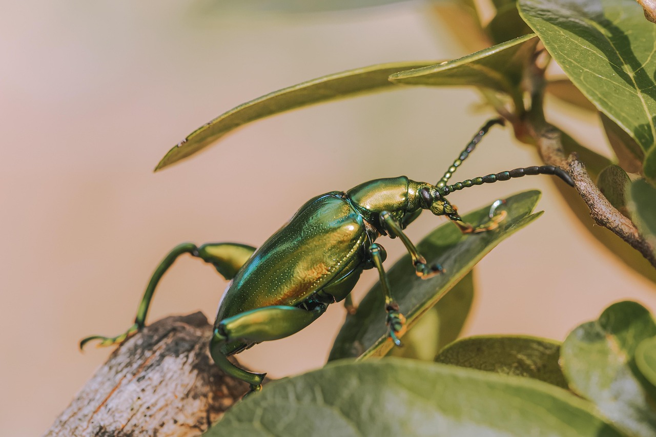 Dipteran Cicada Night - Free photo on Pixabay - Pixabay