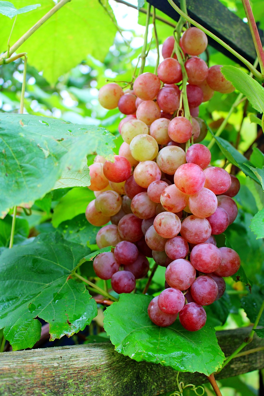 Vine Grapes Fruit - Free photo on Pixabay - Pixabay