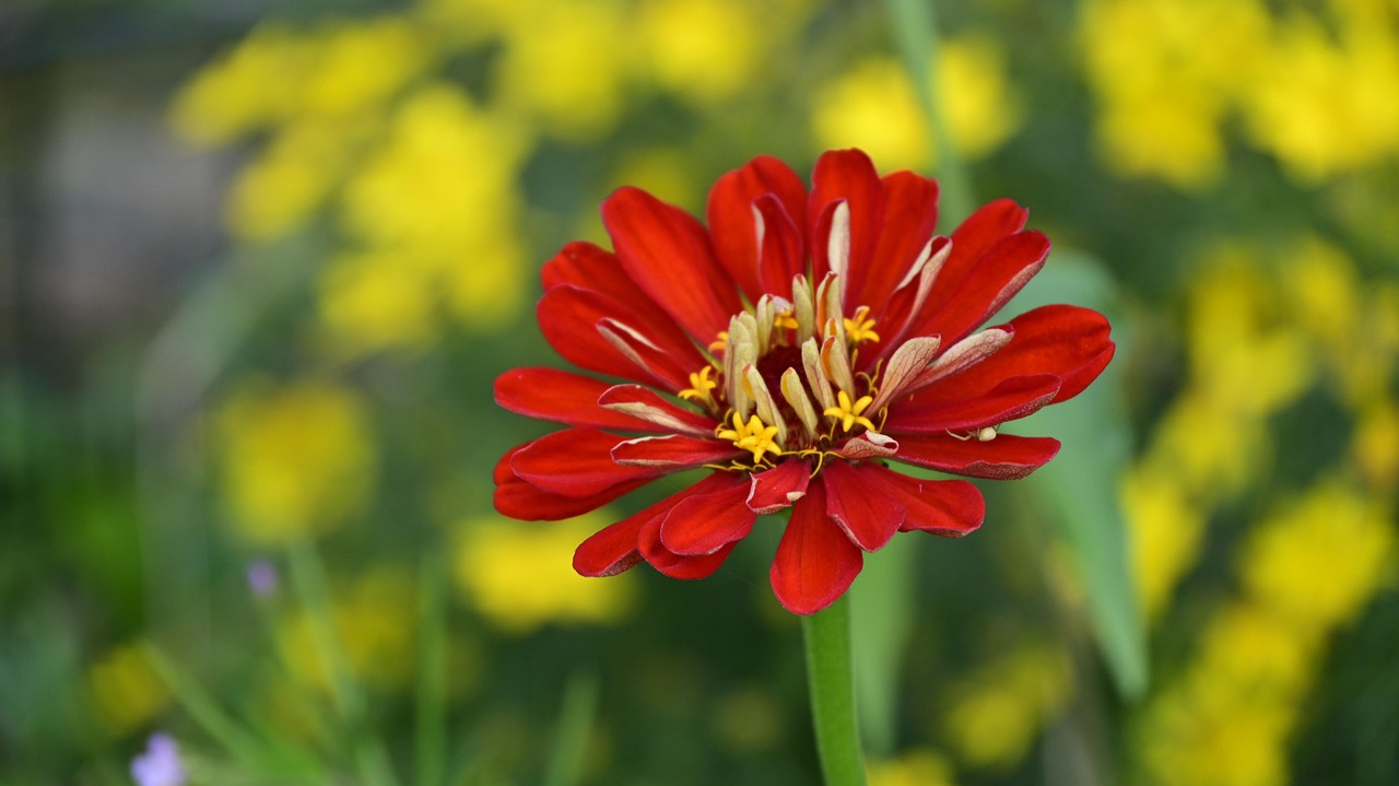 Zinnia Flor Naturaleza - Foto gratis en Pixabay