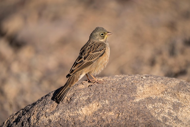 Bird Ortolan Bunting - Free photo on Pixabay - Pixabay