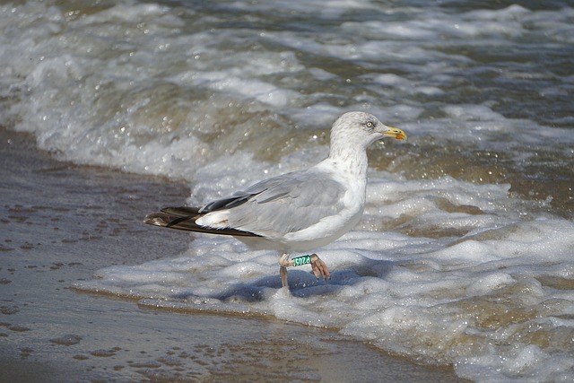Seagull Coast Beach - Free photo on Pixabay