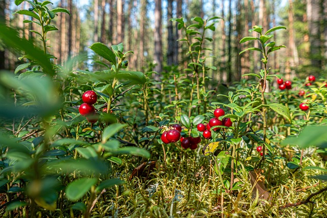 Lingonberry Berry Antioxidants - Free photo on Pixabay - Pixabay