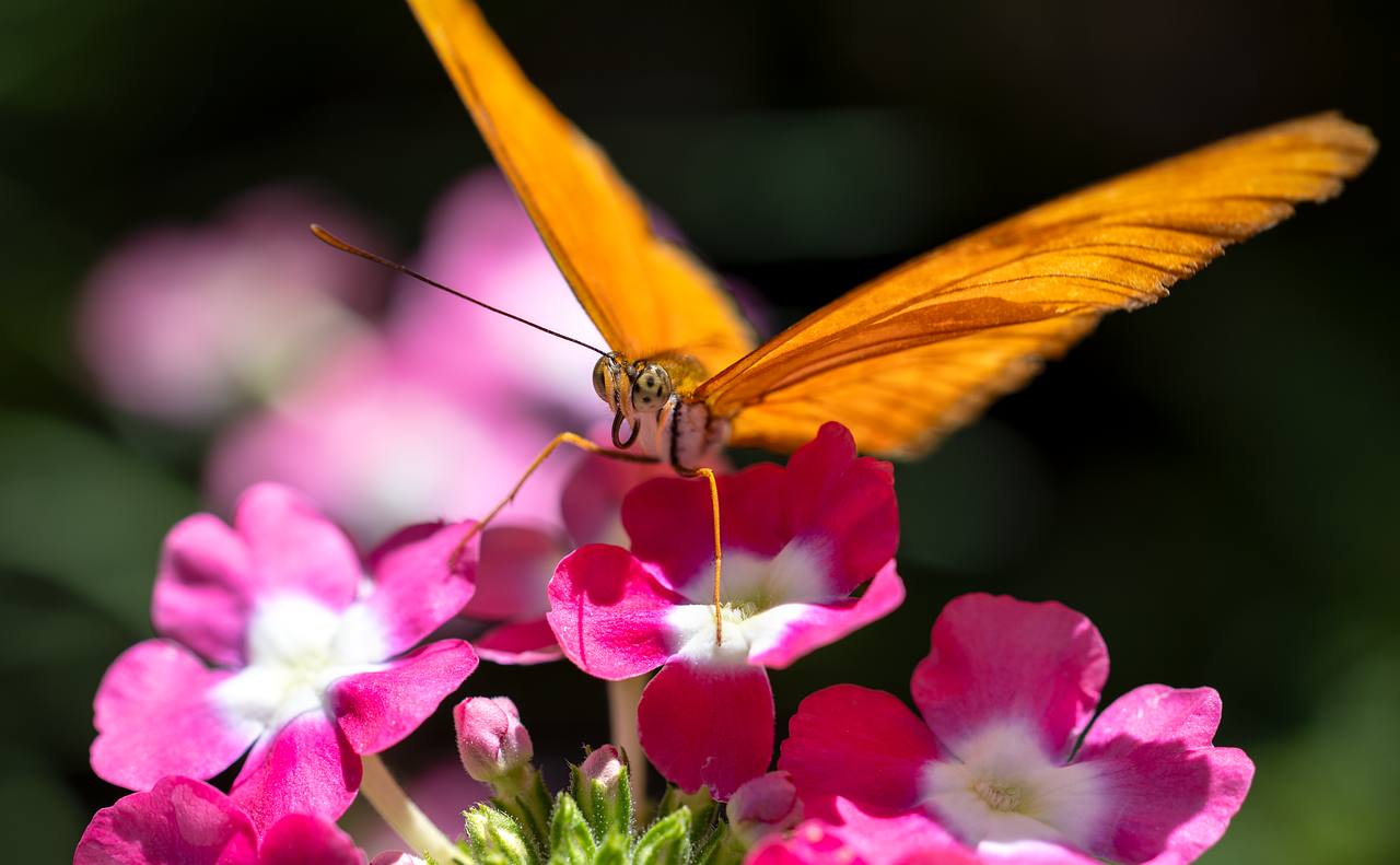 Explore 464+ Free Pollinator Illustrations: Download Now - Pixabay