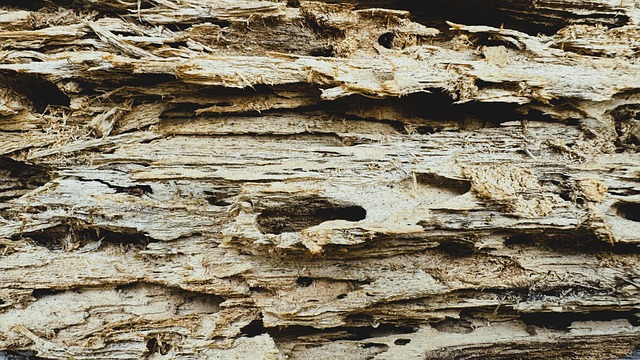 Bois Pourri Texture - Photo gratuite sur Pixabay - Pixabay