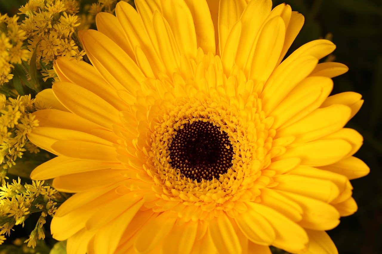 60,000+ Free Gerbera Flowers & Gerbera Images - Pixabay