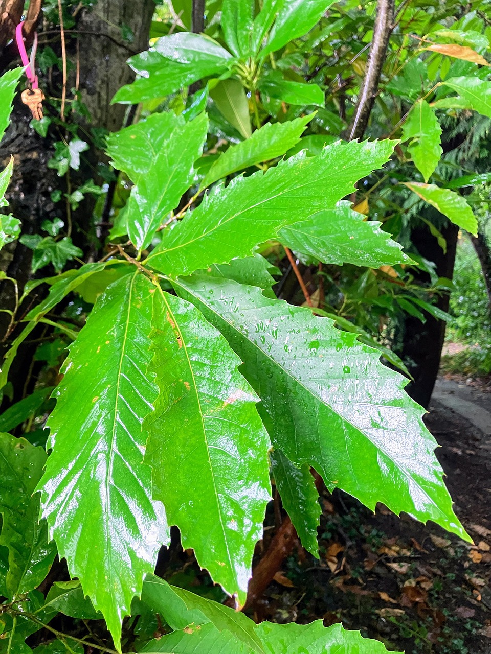 Green Leaves Tree Summer - Free photo on Pixabay