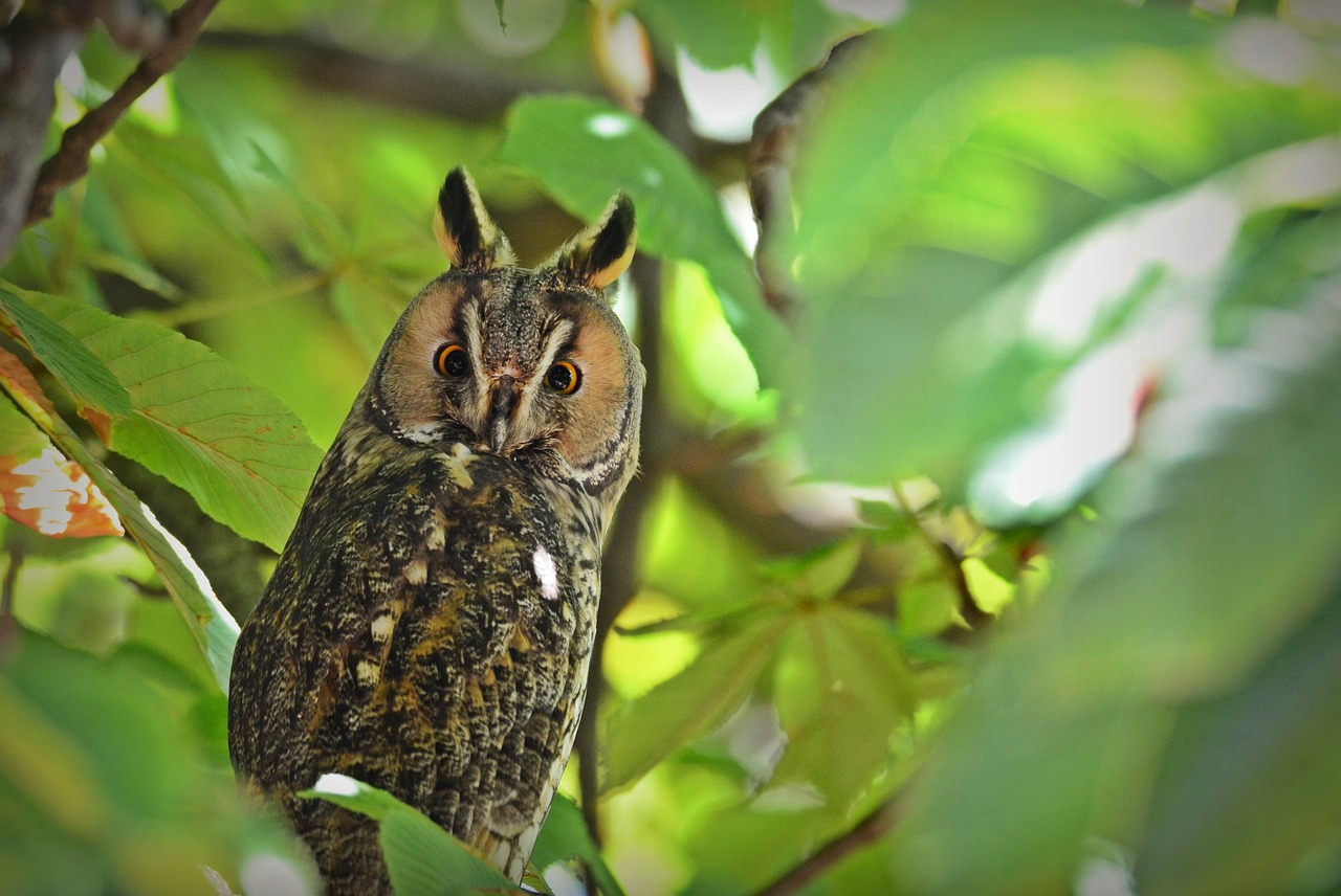 Owl Bird Animal - Free photo on Pixabay - Pixabay