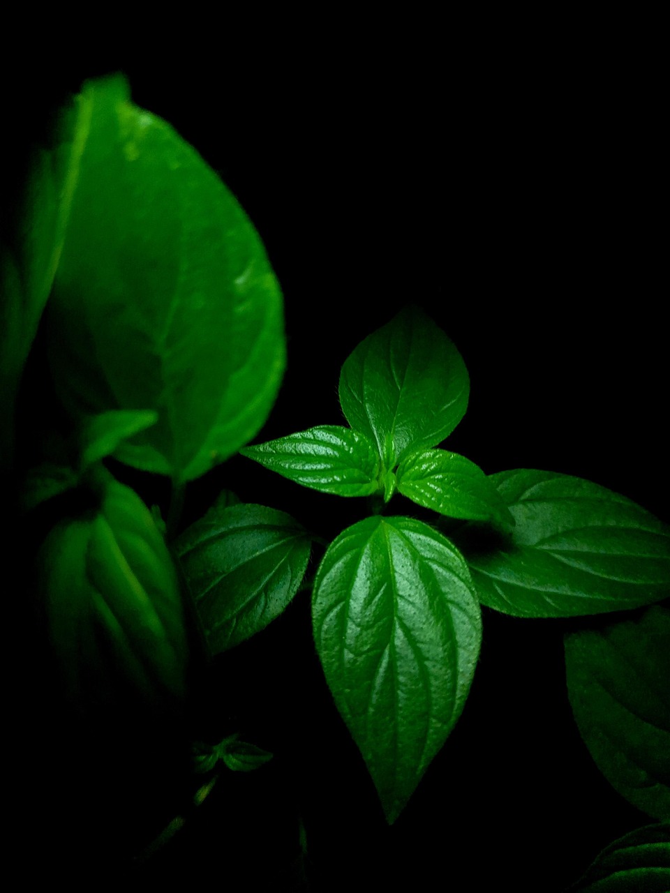 Planta Natureza Folhas - Foto gratuita no Pixabay