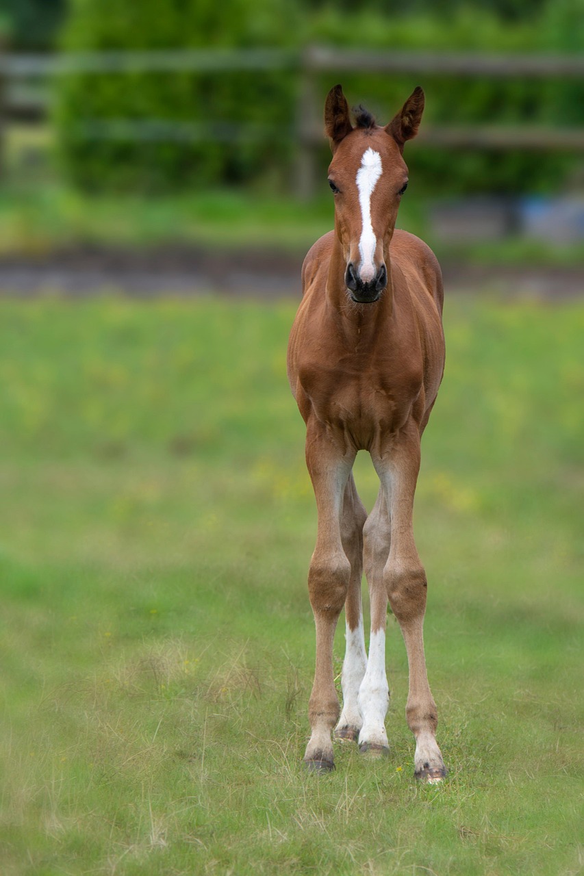 Caballo Animal Retrato - Foto gratis en Pixabay