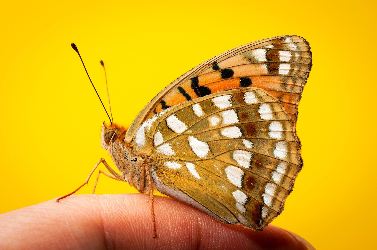 Butterfly Niobe Fritillary Insect - Free photo on Pixabay