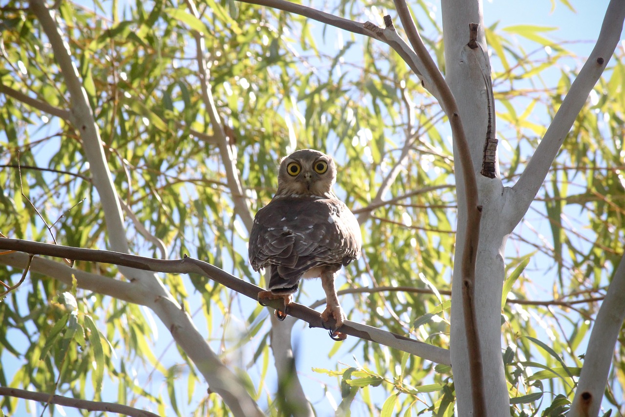 Barking Owl In A Tree - Free photo on Pixabay - Pixabay