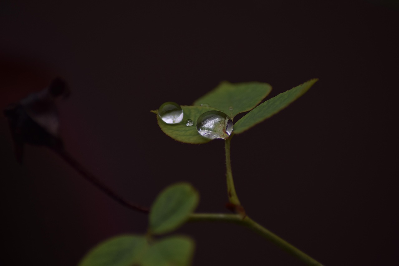 Water Nature Liquid - Free photo on Pixabay