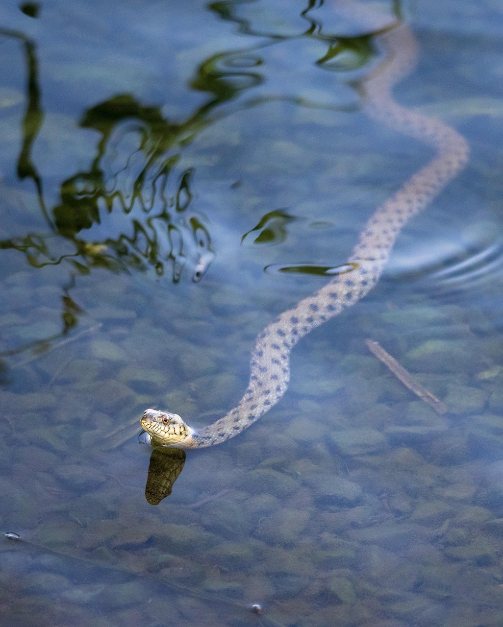 Serpente A Dadi Acqua - Foto gratis su Pixabay