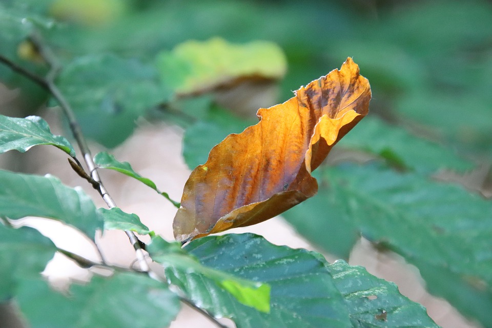 Leaf Brown Nature - Free photo on Pixabay