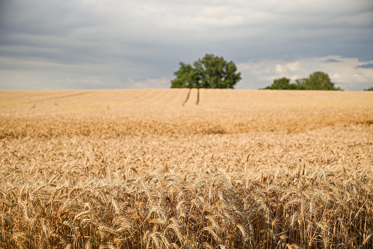 Wheat Field Barley Nature - Free photo on Pixabay - Pixabay
