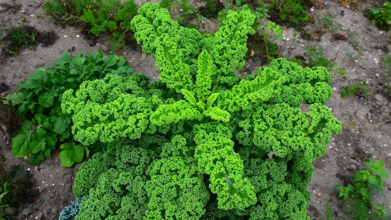 Kale Healthy Food A - Free photo on Pixabay