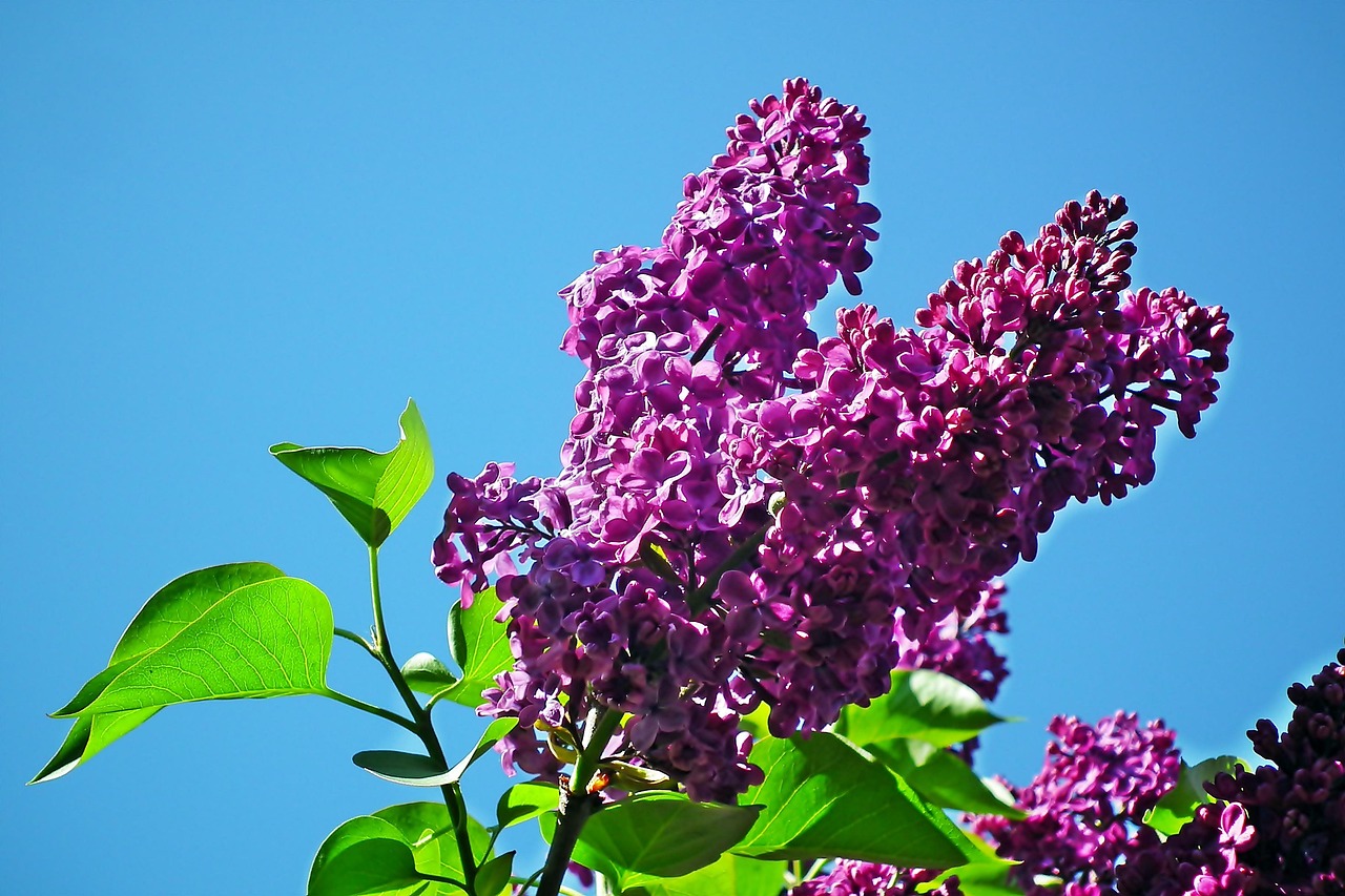 Lilac Flowers Sprig - Free photo on Pixabay