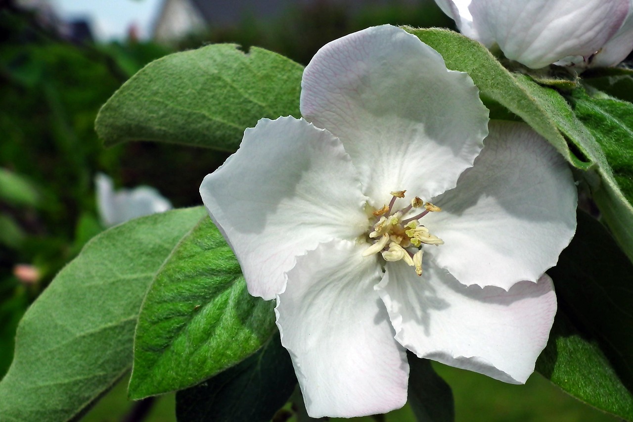 Membrillo Fruta Flor - Foto gratis en Pixabay