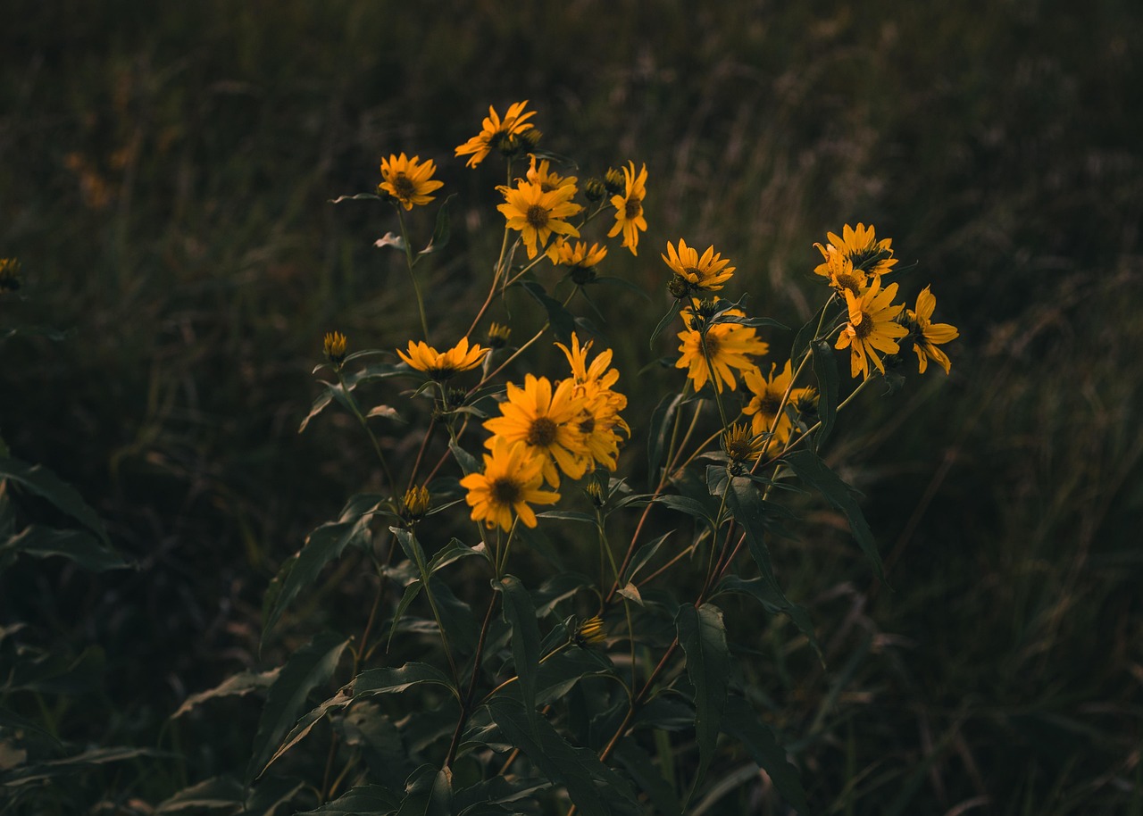 Blume Natur Blüte - Kostenloses Foto auf Pixabay