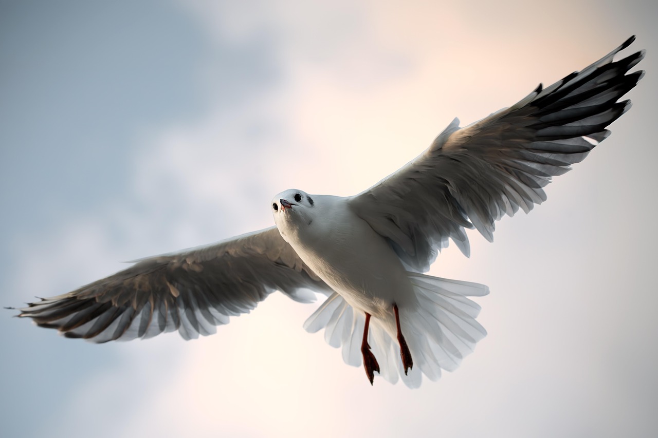 Volador Gaviota Pájaro - Foto gratis en Pixabay
