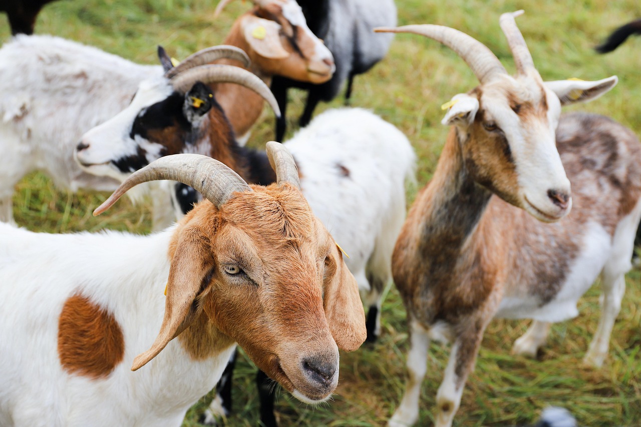 Goats Pasture Meadow - Free photo on Pixabay