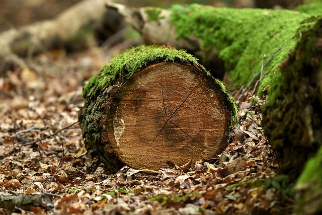 Tronco Bosque Musgo - Foto gratis en Pixabay