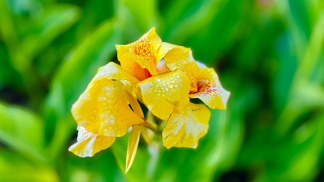 Canna Autumn Flower - Free photo on Pixabay - Pixabay