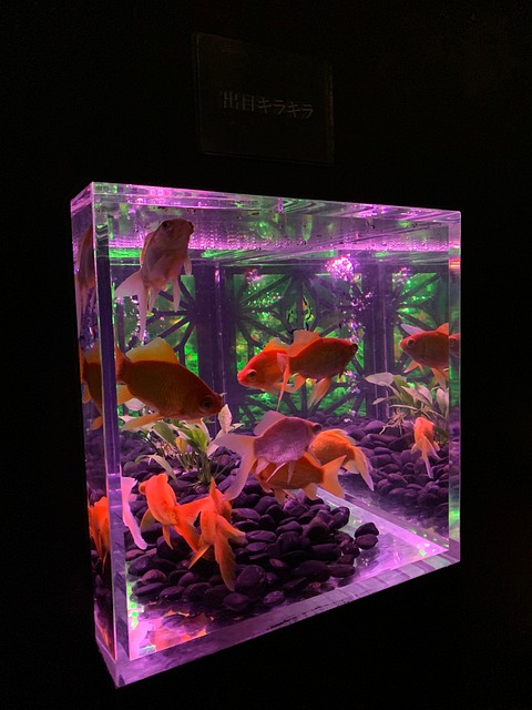 Aquarium Poisson Rouge Fantastique - Photo gratuite sur Pixabay