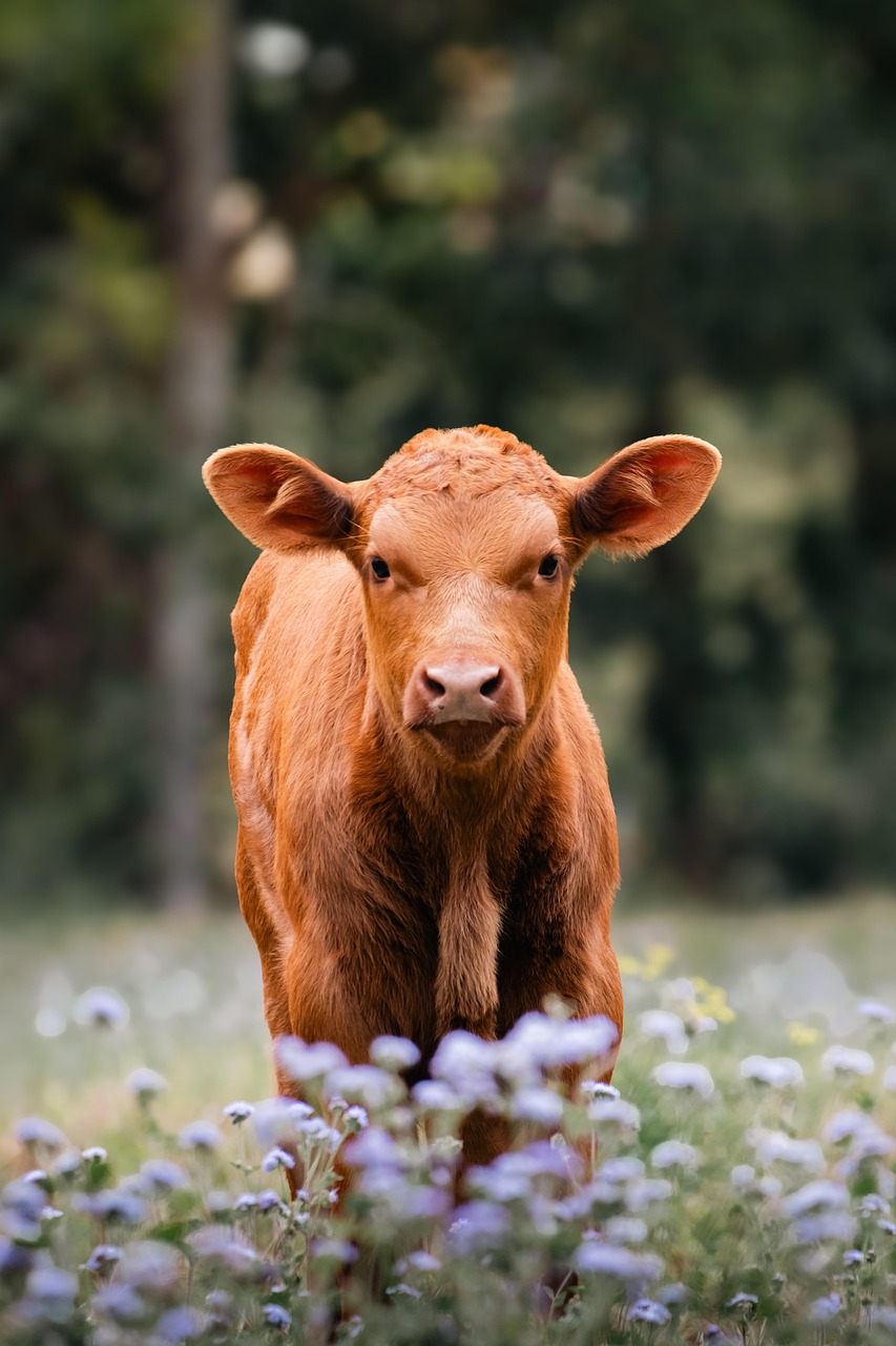 Kuh Das Vieh Stier - Kostenloses Foto auf Pixabay - Pixabay