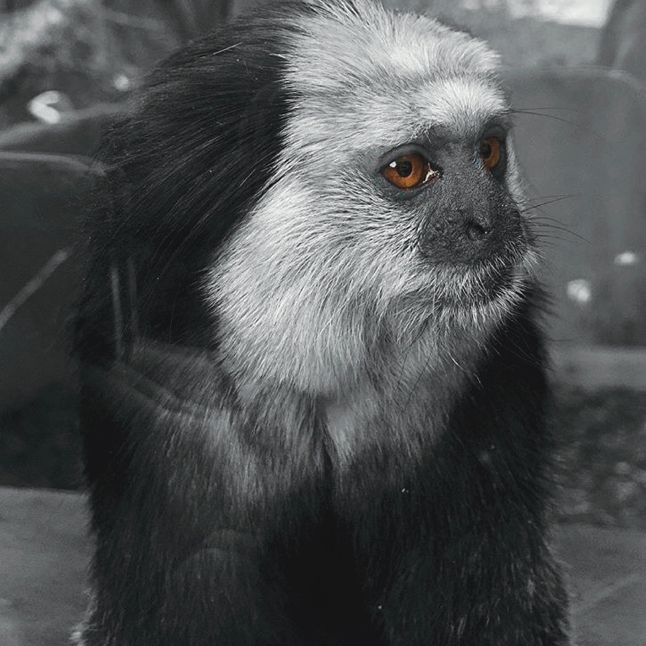 White-Headed Marmoset Monkey - Free photo on Pixabay