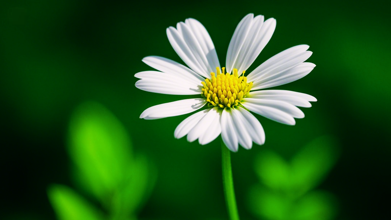 Download Daisy, White, Flower. Royalty-Free Stock Illustration Image ...