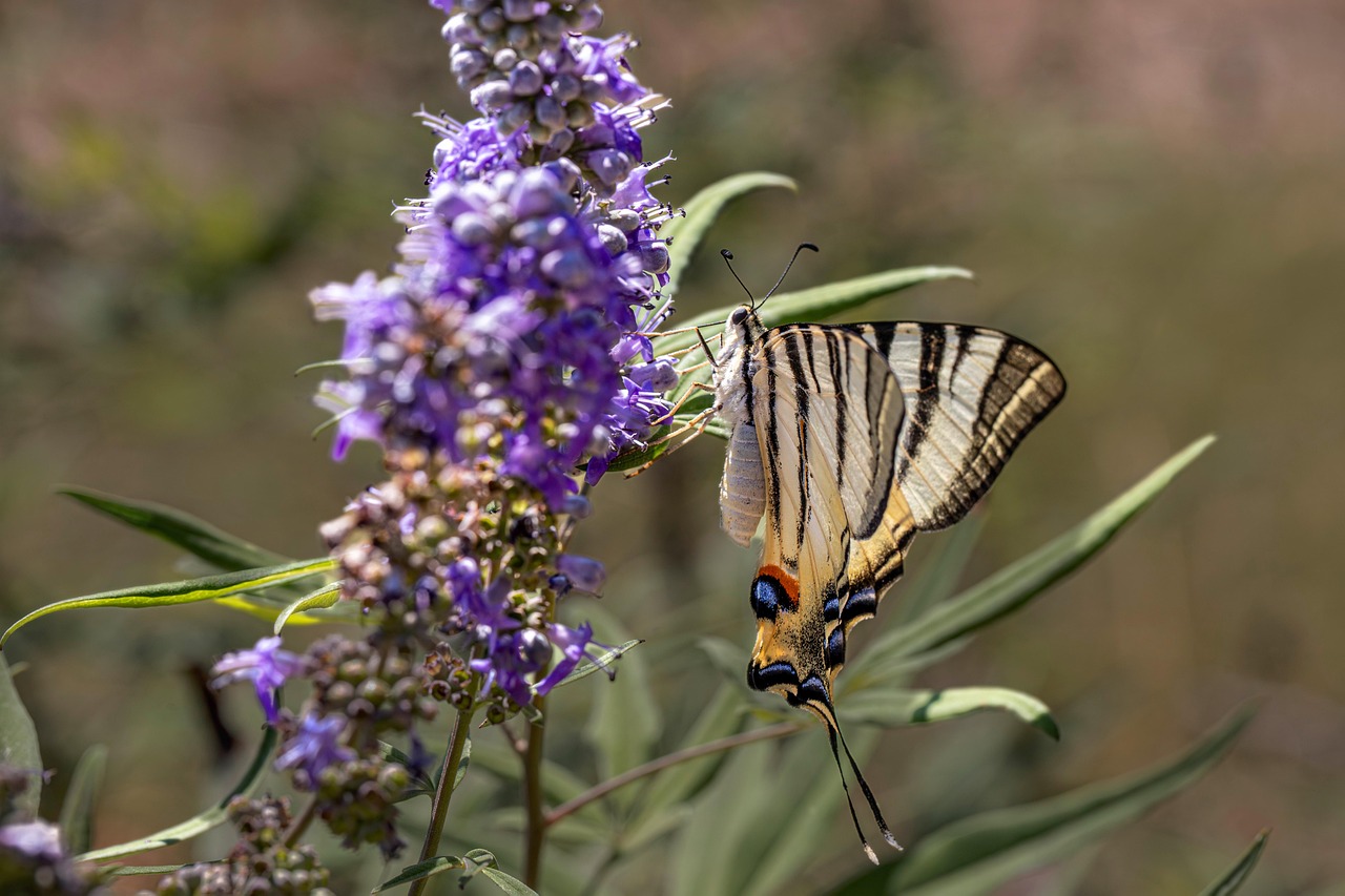 Swallowtail Butterfly Insect - Free photo on Pixabay